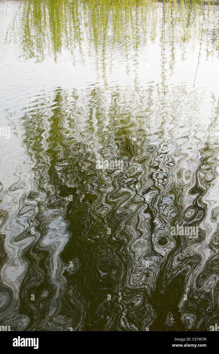 Reflection of Golden weeping willow in the water of Diss Mere, Norfolk ...
