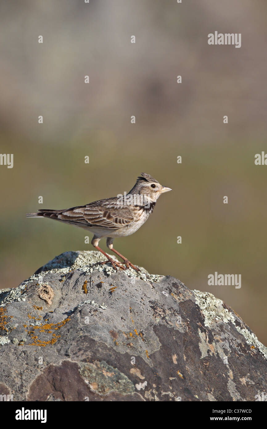 Calandra Lark (Melanocorypha calandra Stock Photo - Alamy