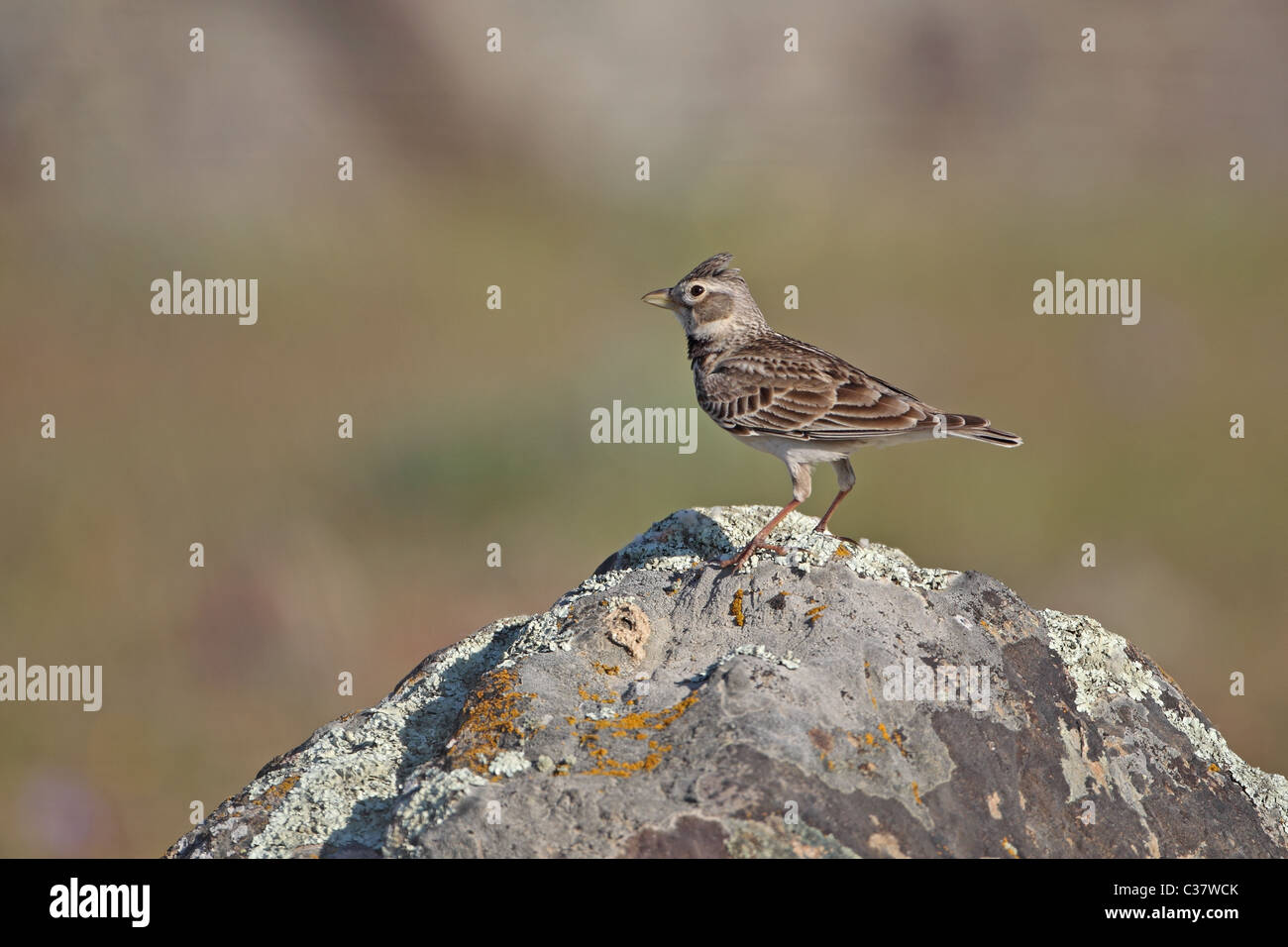 Calandra Lark (Melanocorypha calandra Stock Photo - Alamy