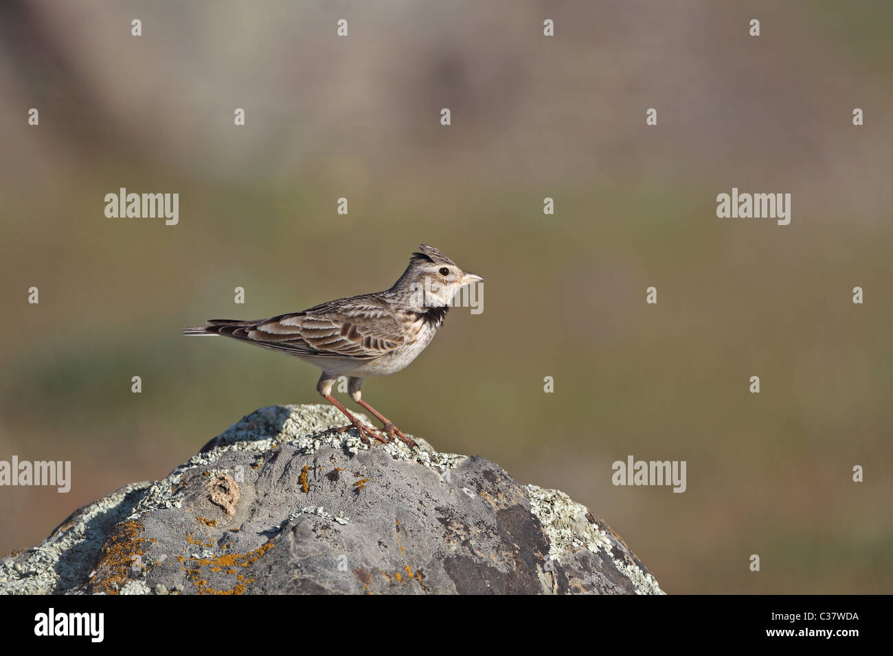 Calandra Lark (Melanocorypha calandra Stock Photo - Alamy