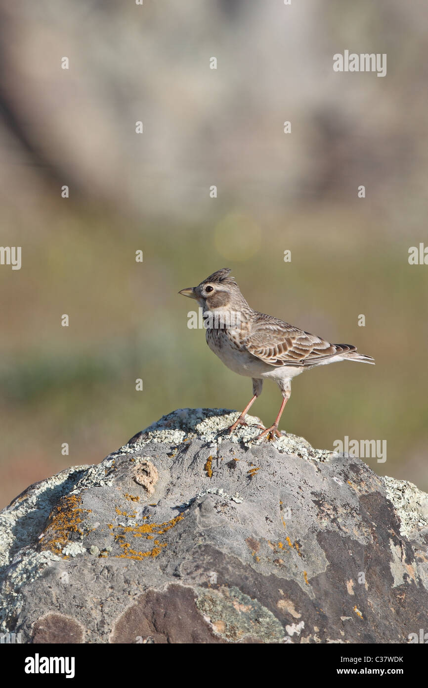 Calandra Lark (Melanocorypha calandra Stock Photo - Alamy