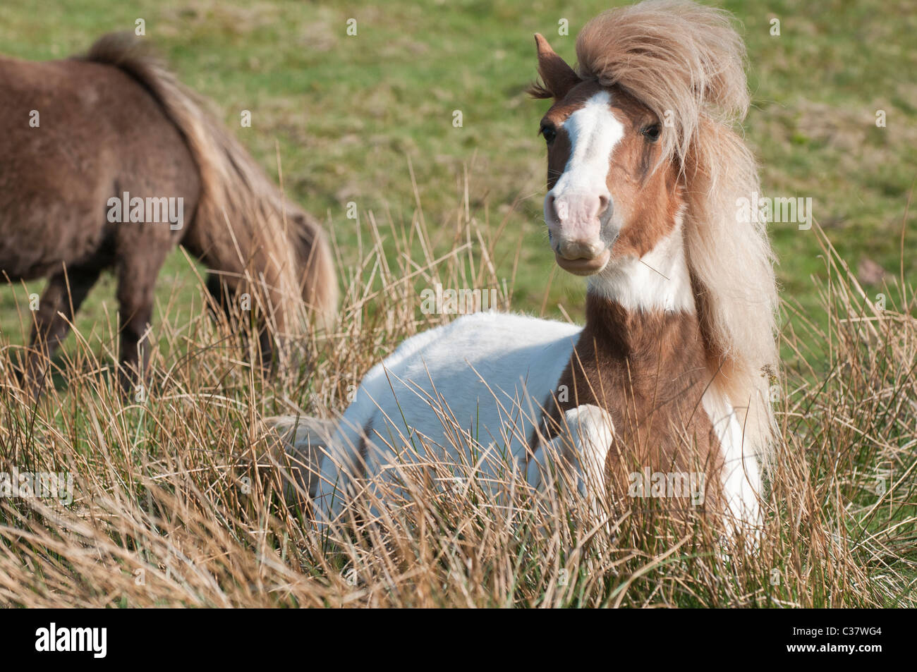 A piebald Welsh pony on the hillside of the Black Mountain, near Hay-on ...