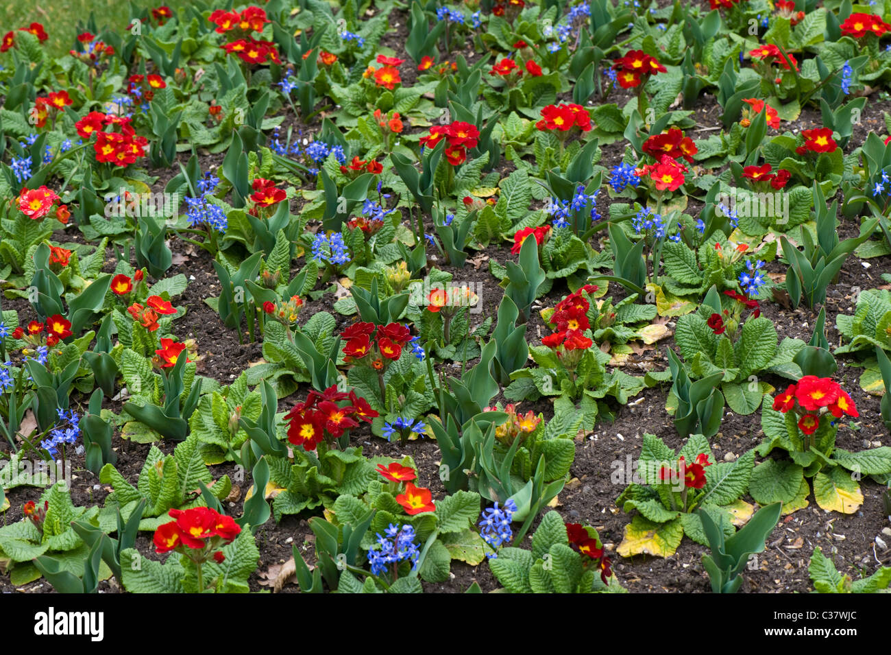 Primula vulgaris hybrid hi-res stock photography and images - Alamy