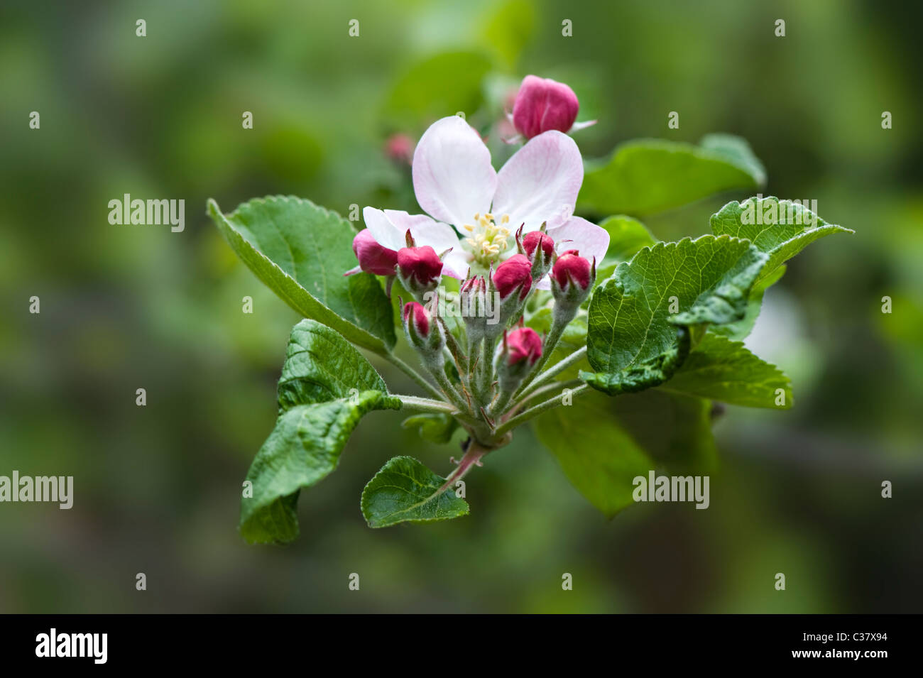 Blossom and buds of the Bramley Apple Tree - Malus domestica Stock ...