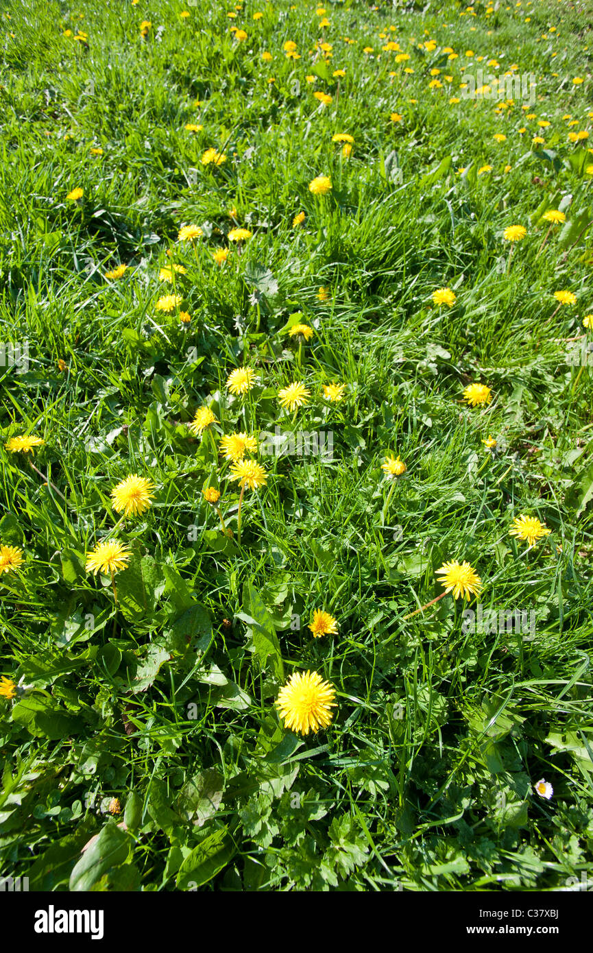 Paddock of flowers hi-res stock photography and images - Alamy