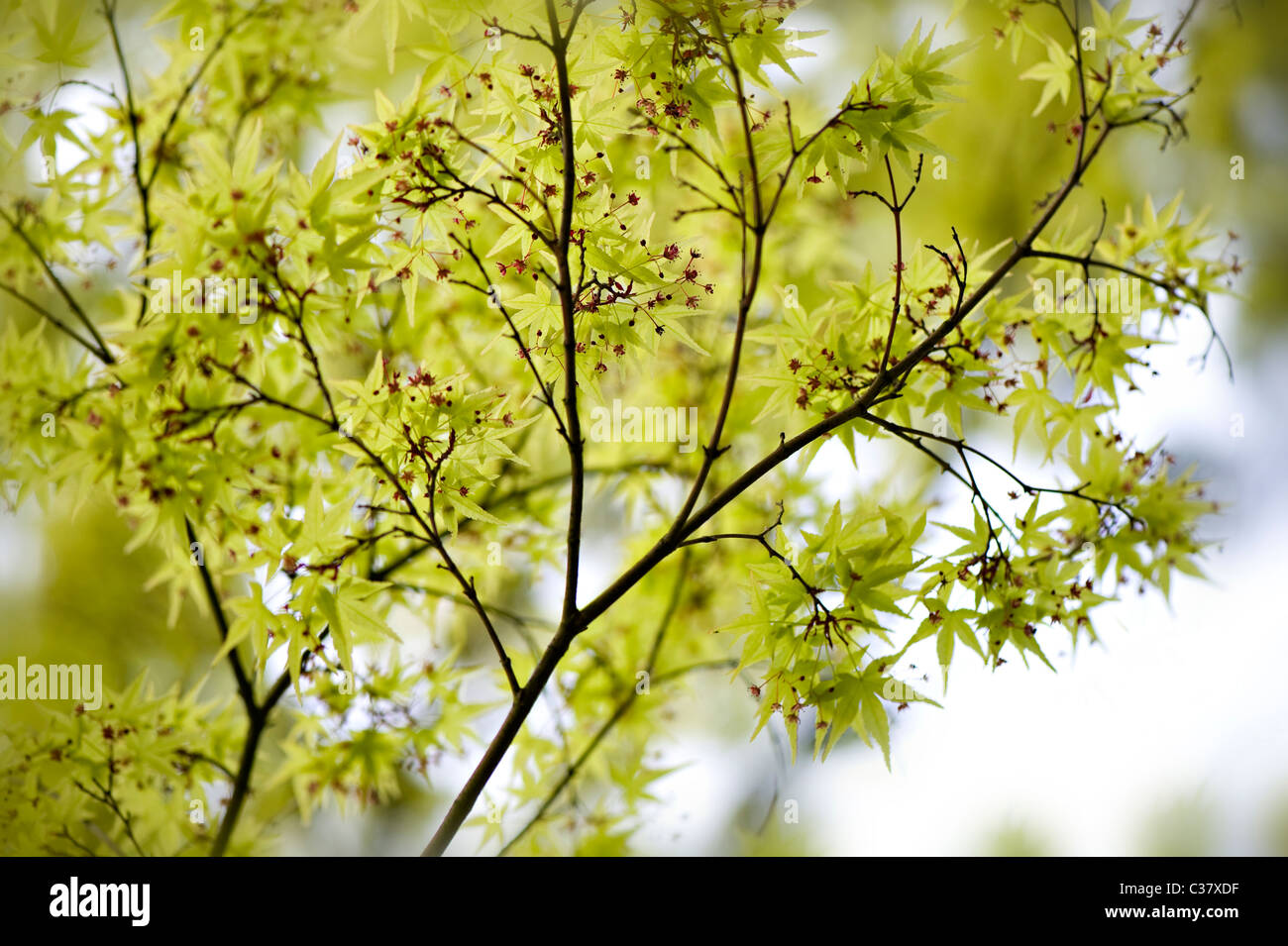 Acer japonica hi-res stock photography and images - Alamy