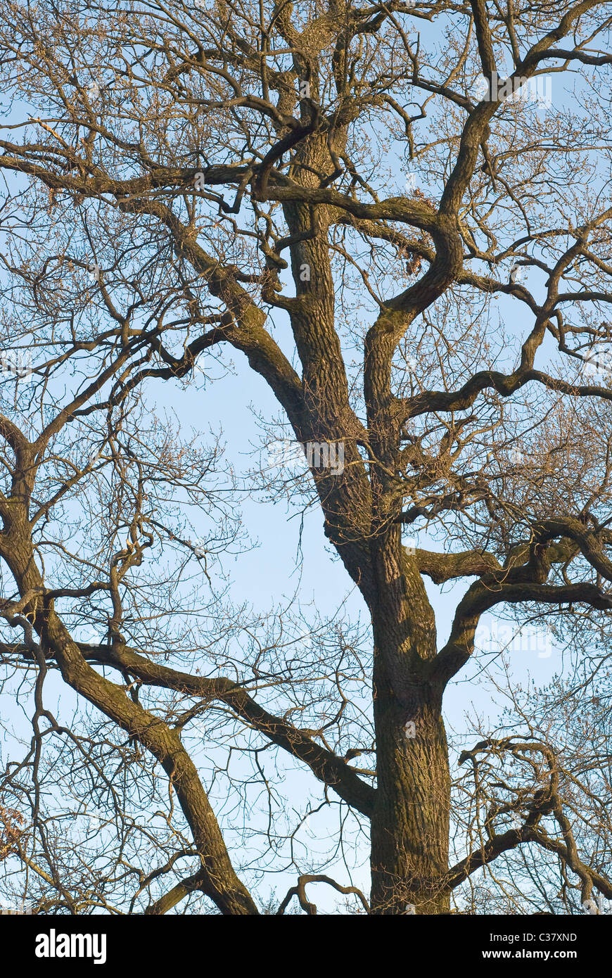 The perfect tree hi-res stock photography and images - Alamy