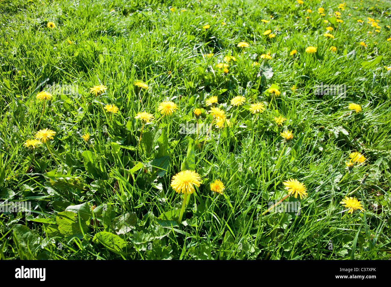 Dandelion flowers in a grass paddock Stock Photo - Alamy