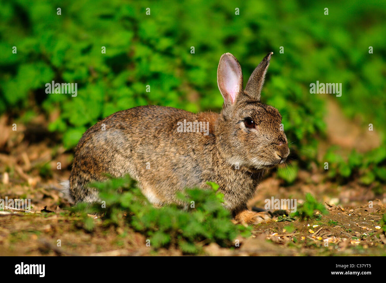RABBIT Oryctolagus cuniculus Stock Photo - Alamy