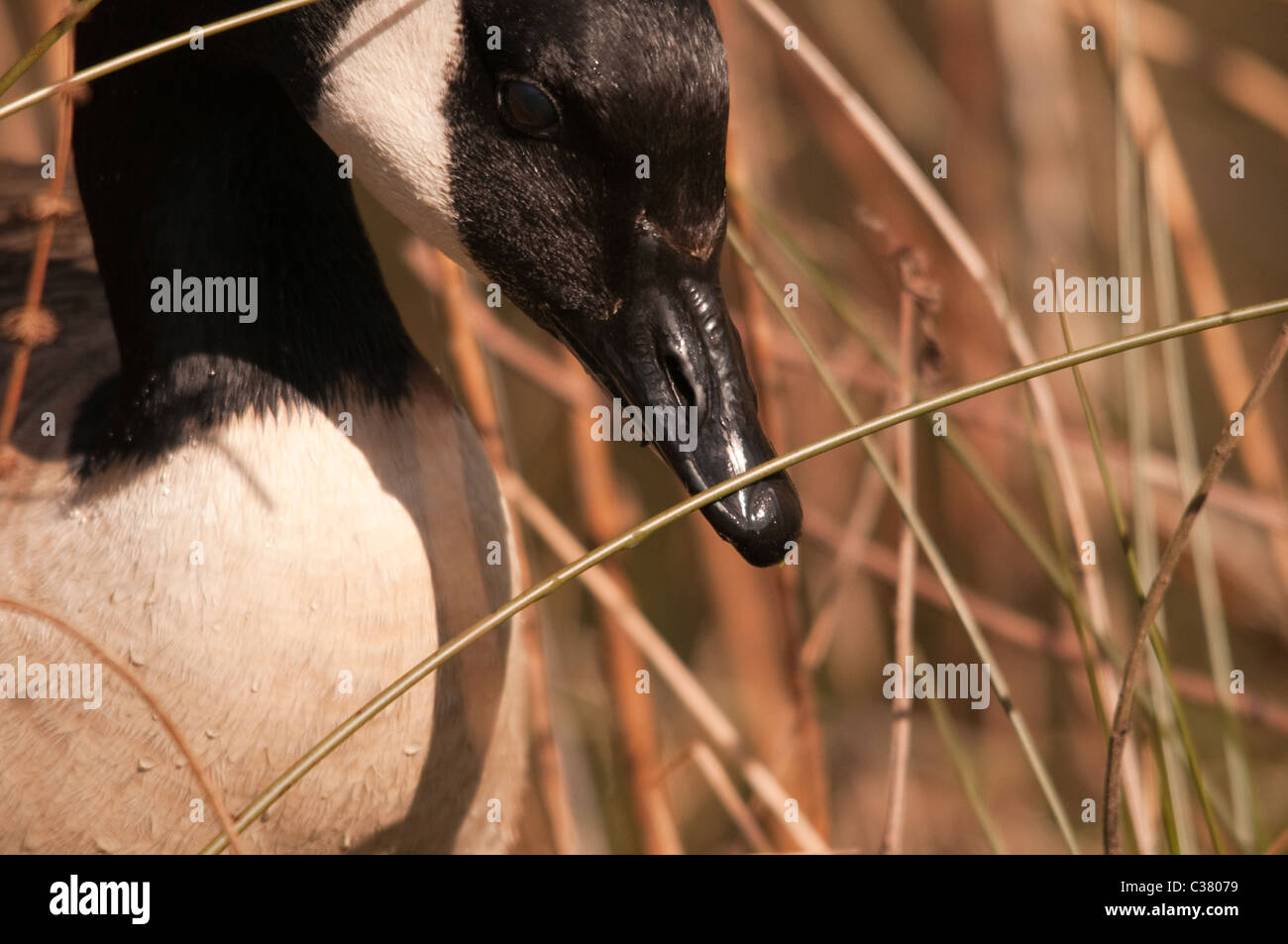 Tall goose hi-res stock photography and images - Alamy