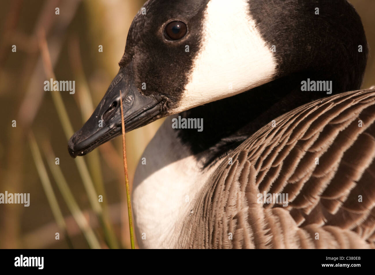 Tall goose hi-res stock photography and images - Alamy