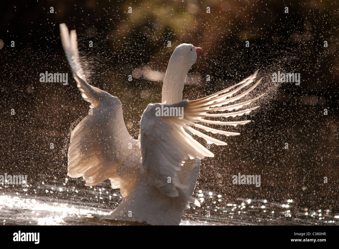 Embden goose hi-res stock photography and images - Alamy
