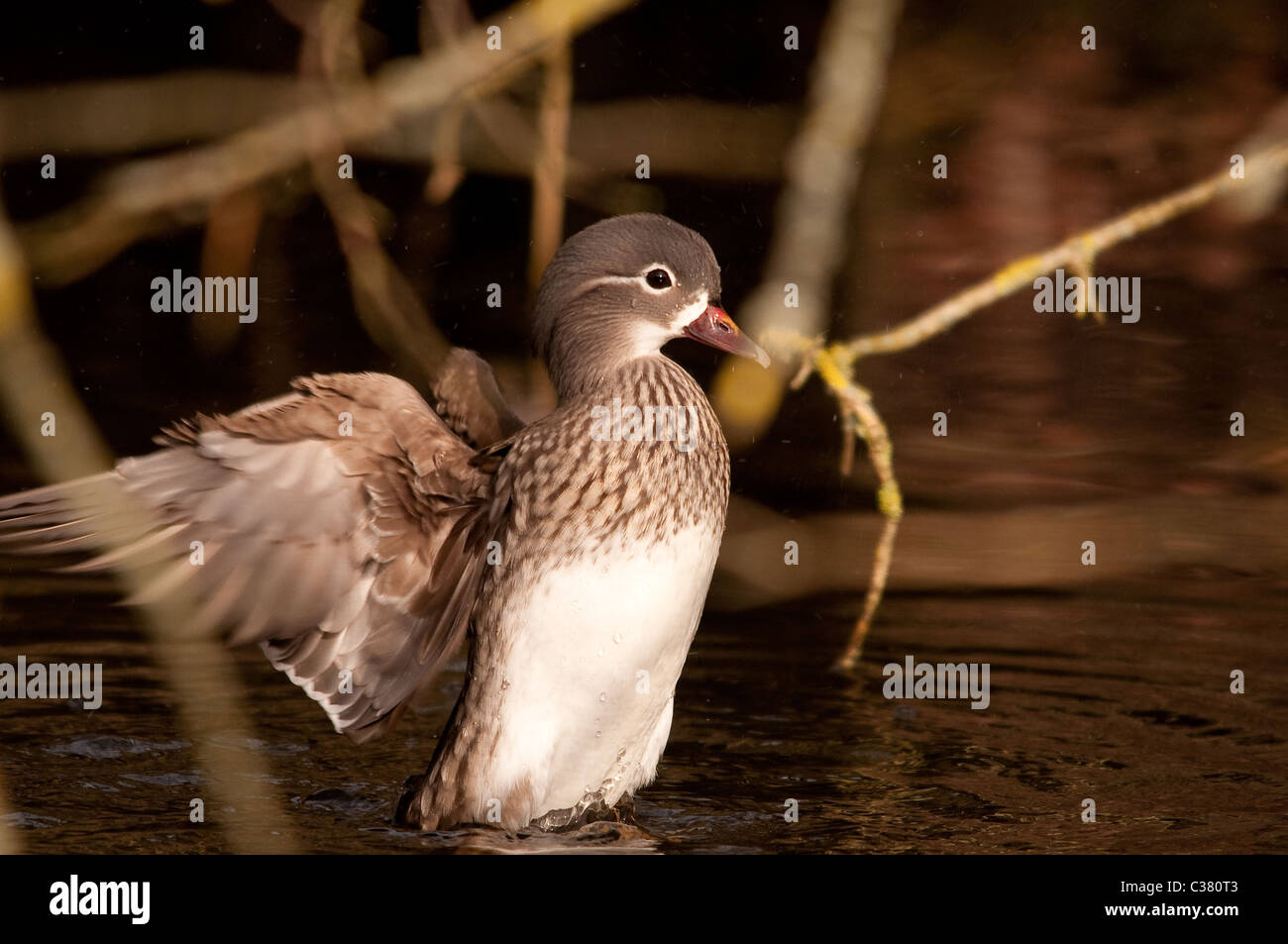 Female mandarin duck hi-res stock photography and images - Alamy