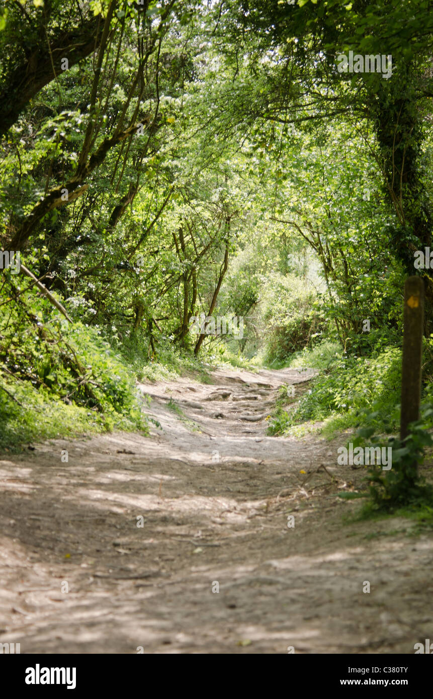 Tree lined path Stock Photo - Alamy