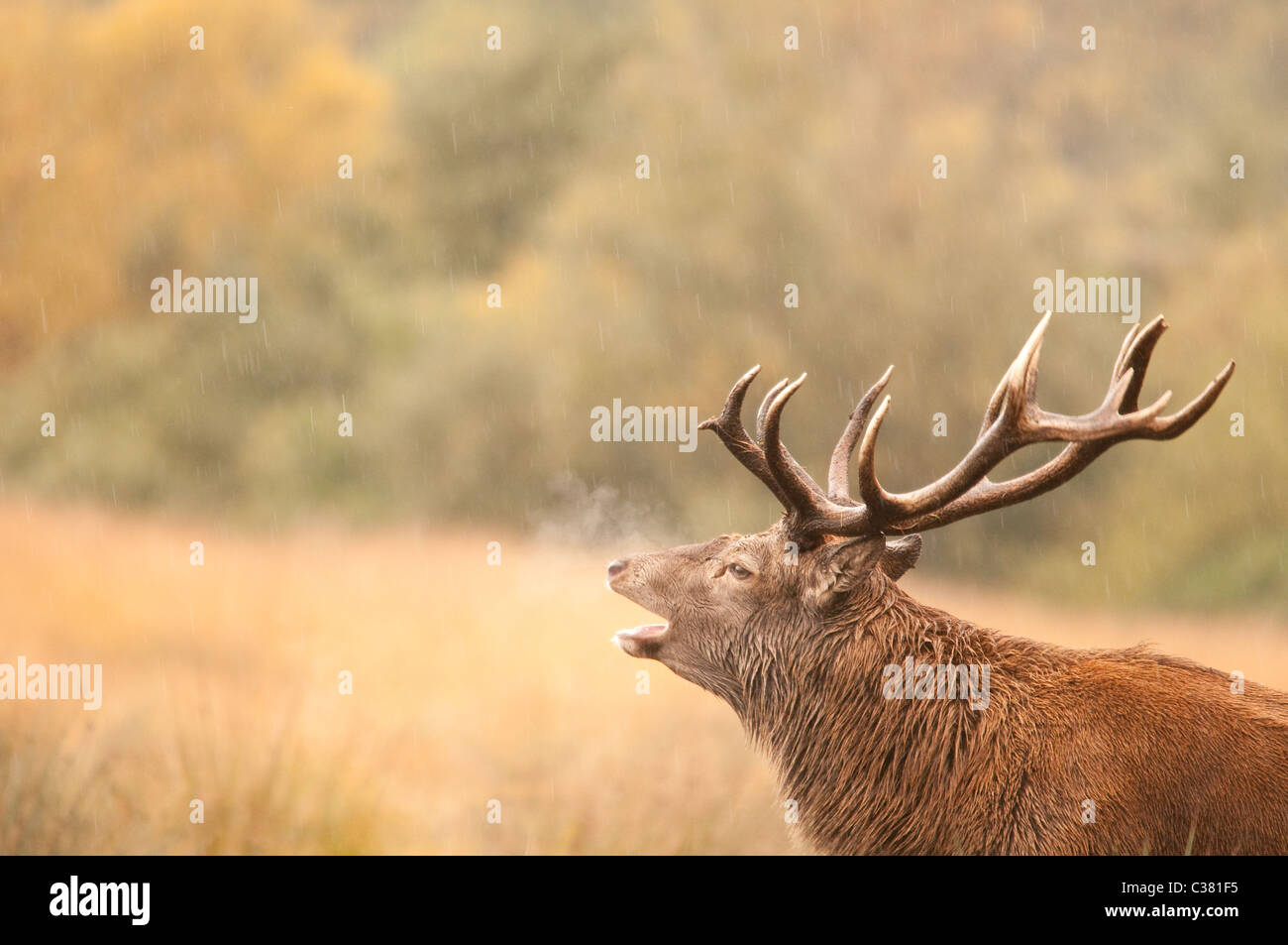 red deer during the rut 2010 Stock Photo - Alamy