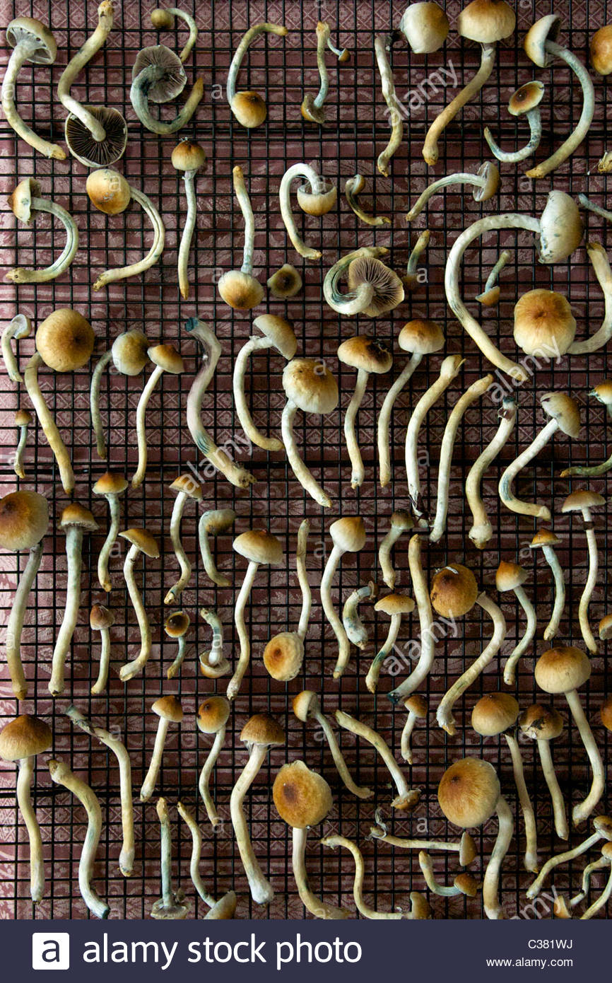 Psilocybe Mushrooms High Resolution Stock Photography and Images - Alamy