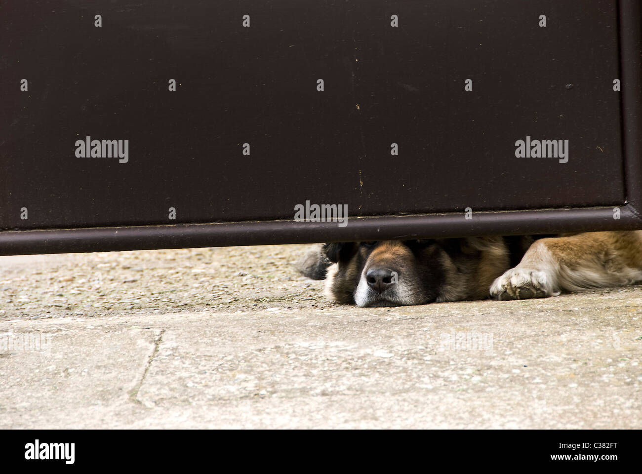 a dog looking from under a fence Stock Photo - Alamy