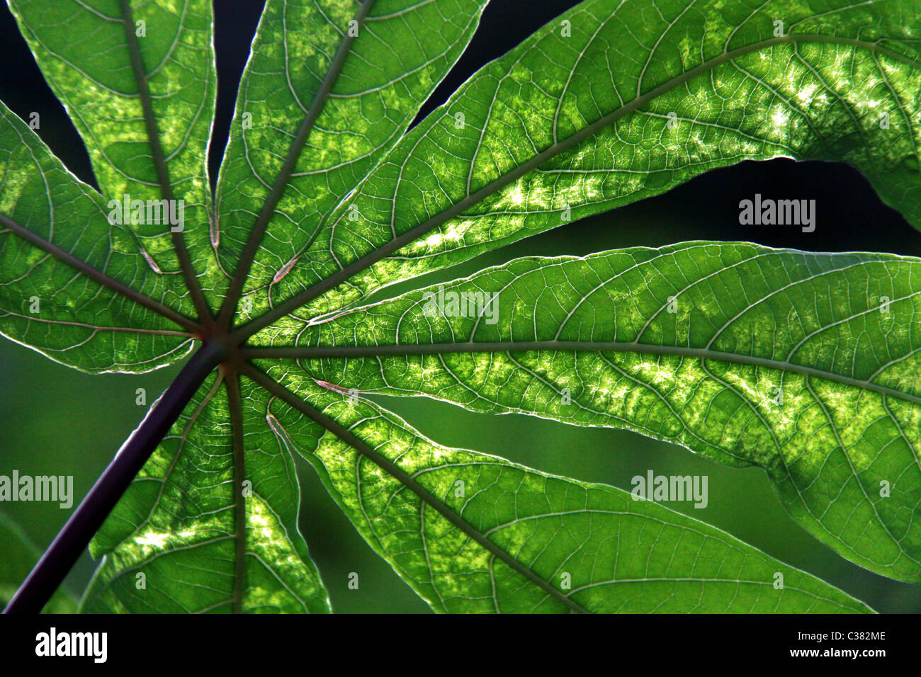 Tapioca leaf hi-res stock photography and images - Alamy