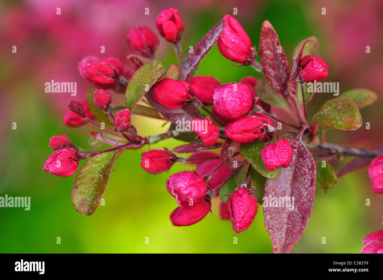 Pinky tree hi-res stock photography and images - Alamy