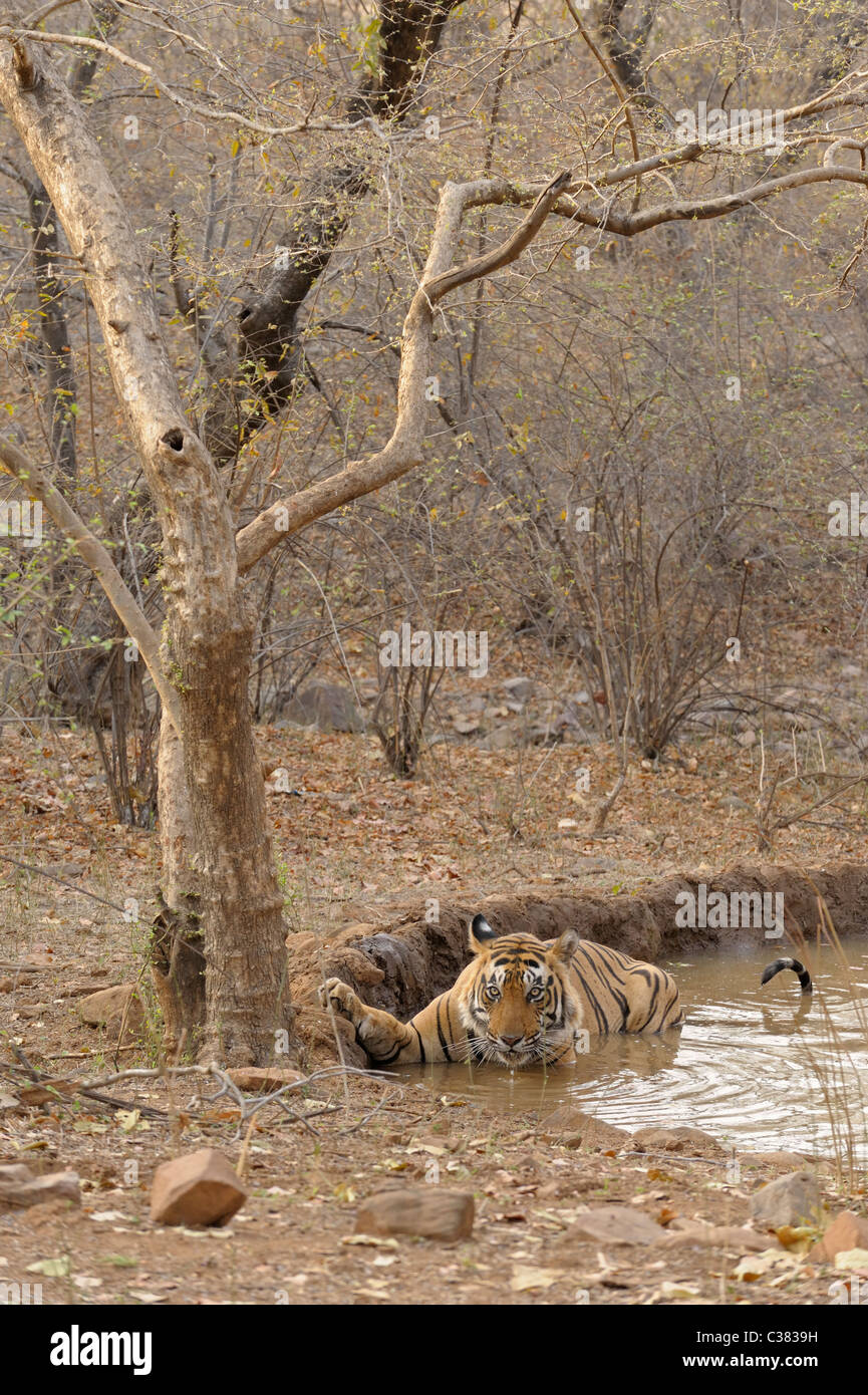 Tiger in a water hole in Ranthambhore Stock Photo - Alamy