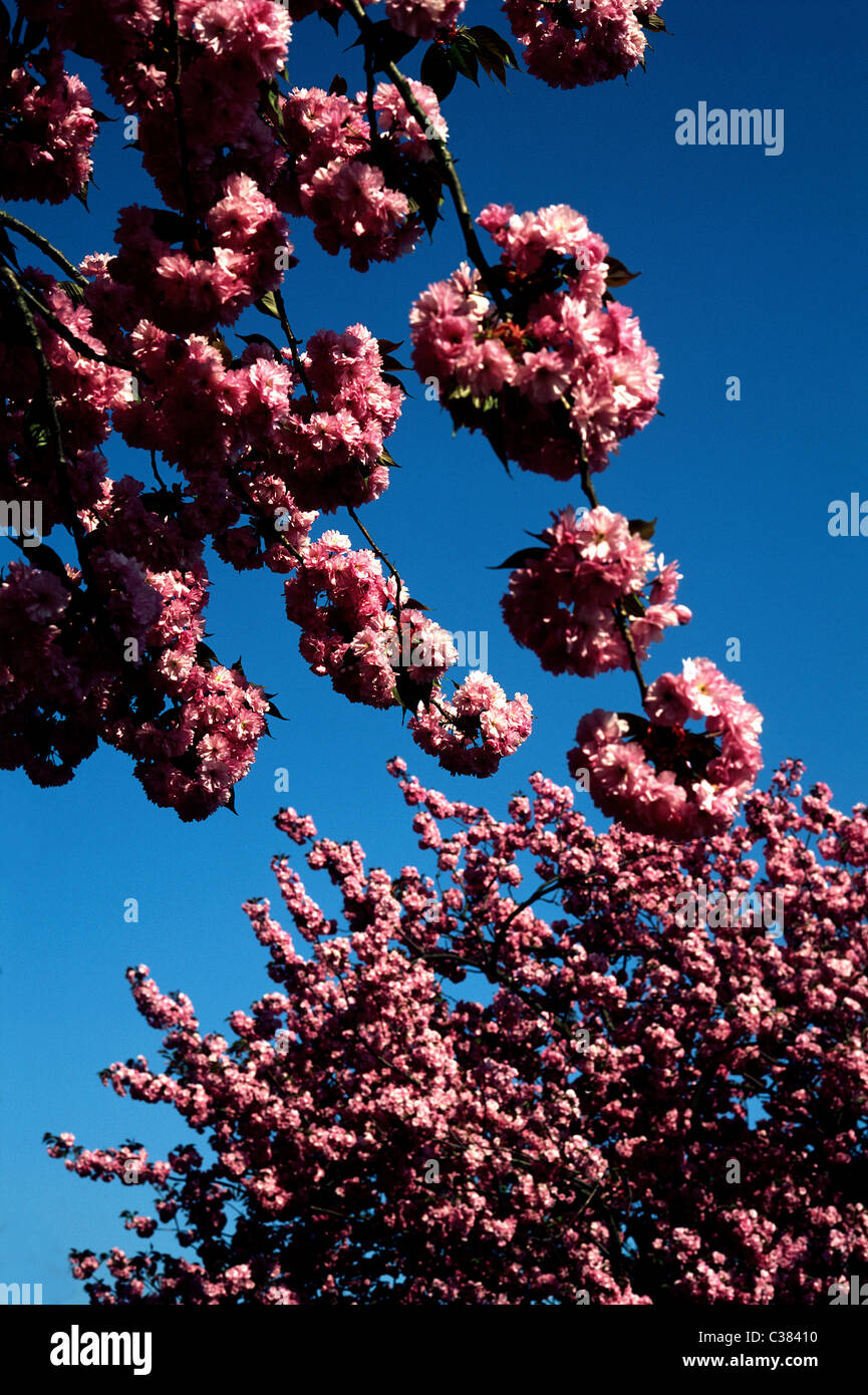 Tree in full blossom in a public park in Hamburg Stock Photo - Alamy