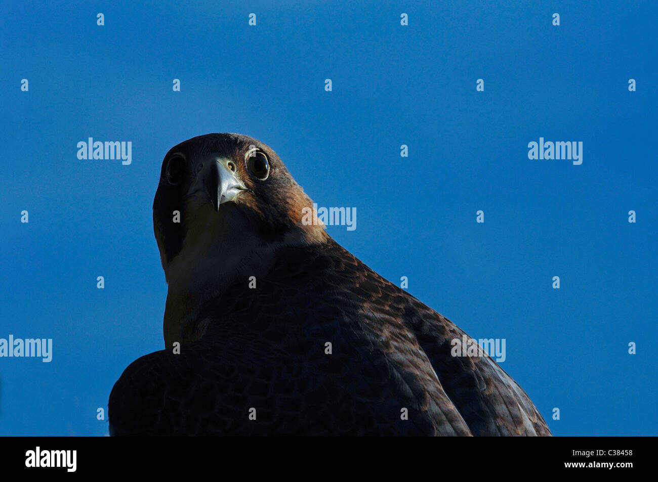 Peregrine hawk hi-res stock photography and images - Alamy