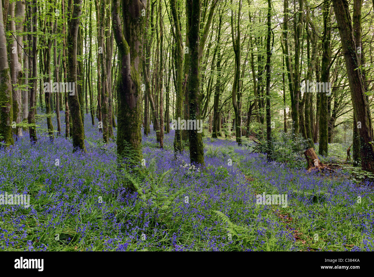 Spring ferns in england hi-res stock photography and images - Alamy