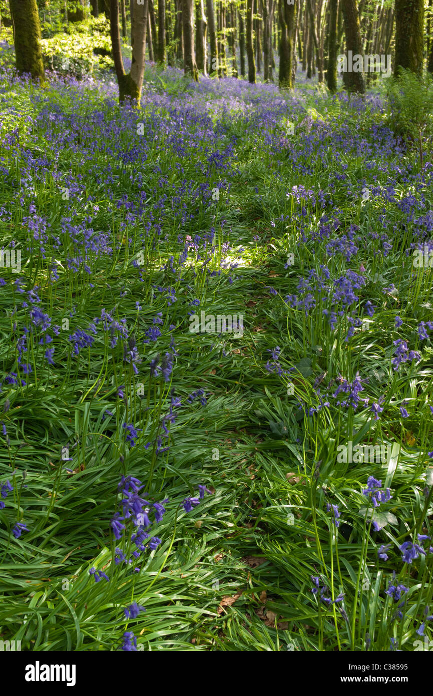 Path through bluebells. England in Spring Stock Photo - Alamy
