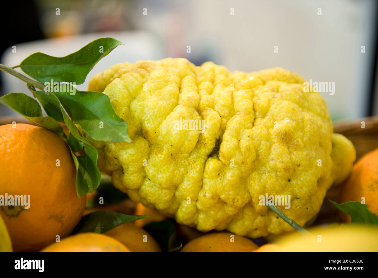Cedar fruit hi-res stock photography and images - Alamy