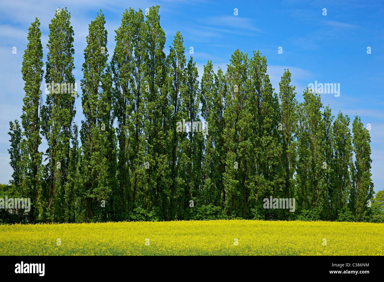 Poplar trees and rapeseed field at Winwick. Blue sky Stock Photo - Alamy