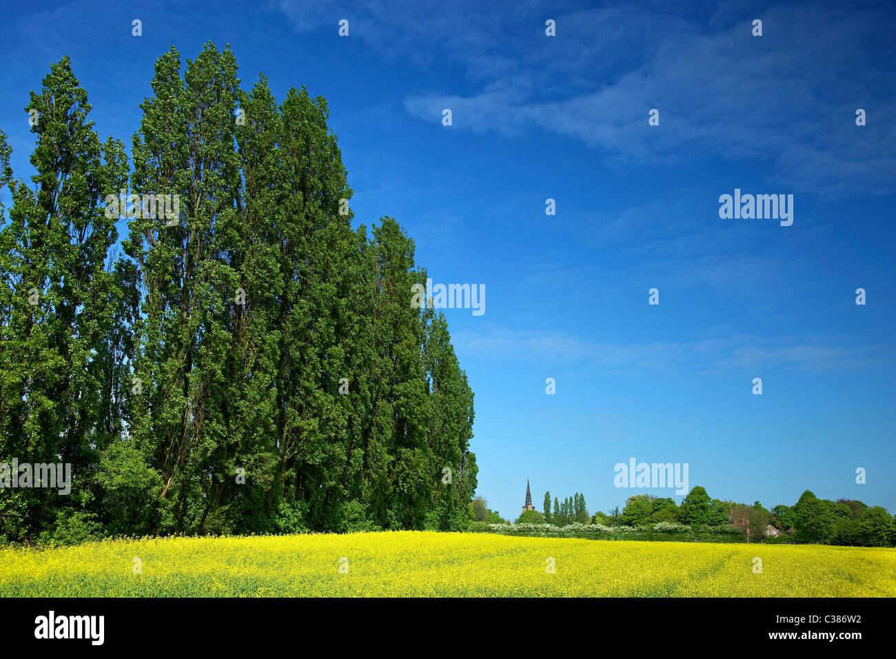 Poplar trees and rapeseed field at Winwick. Blue sky Stock Photo - Alamy