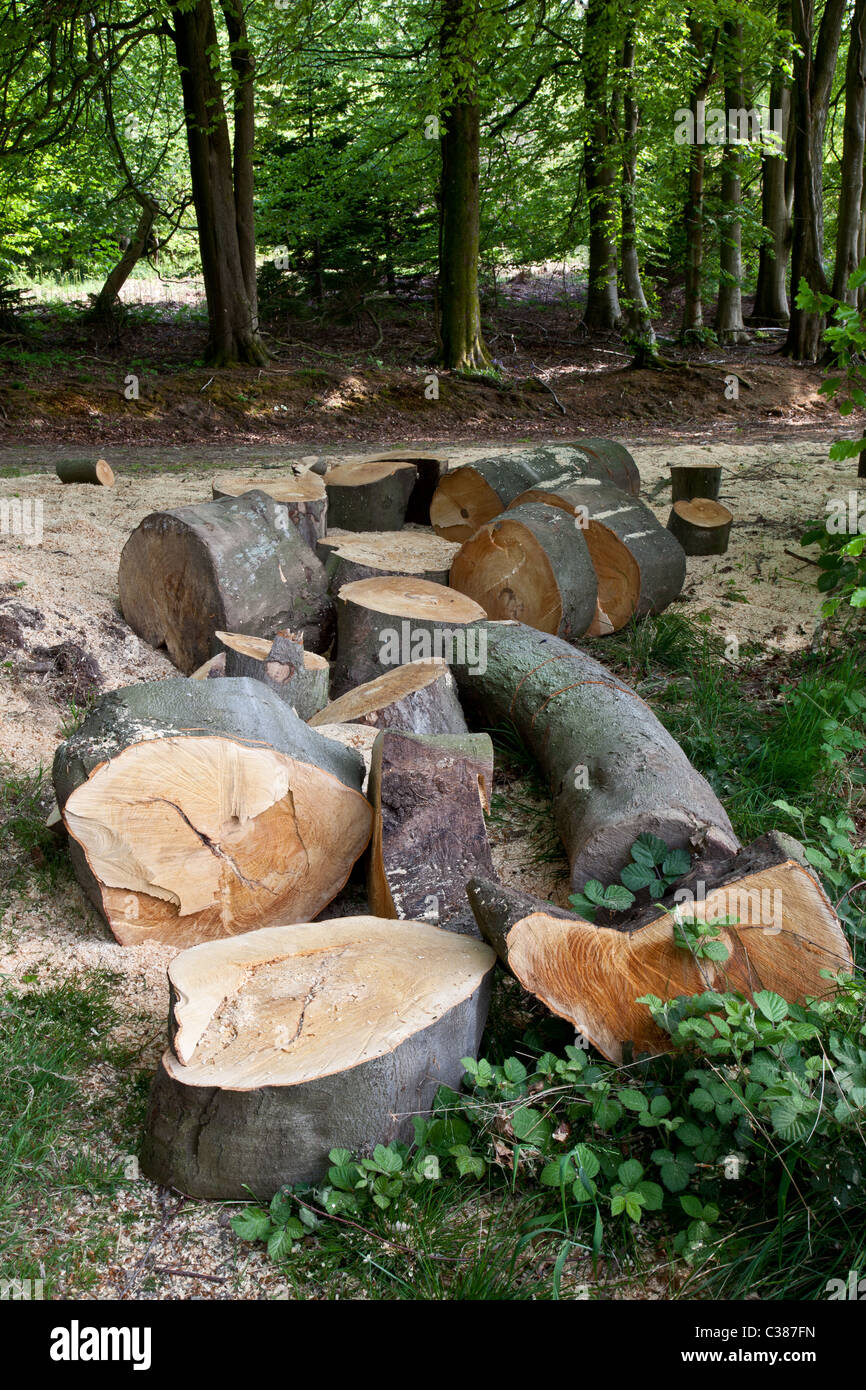 Sawn tree trunks at Forestry Commission plantation at Wapley Hill Wood ...