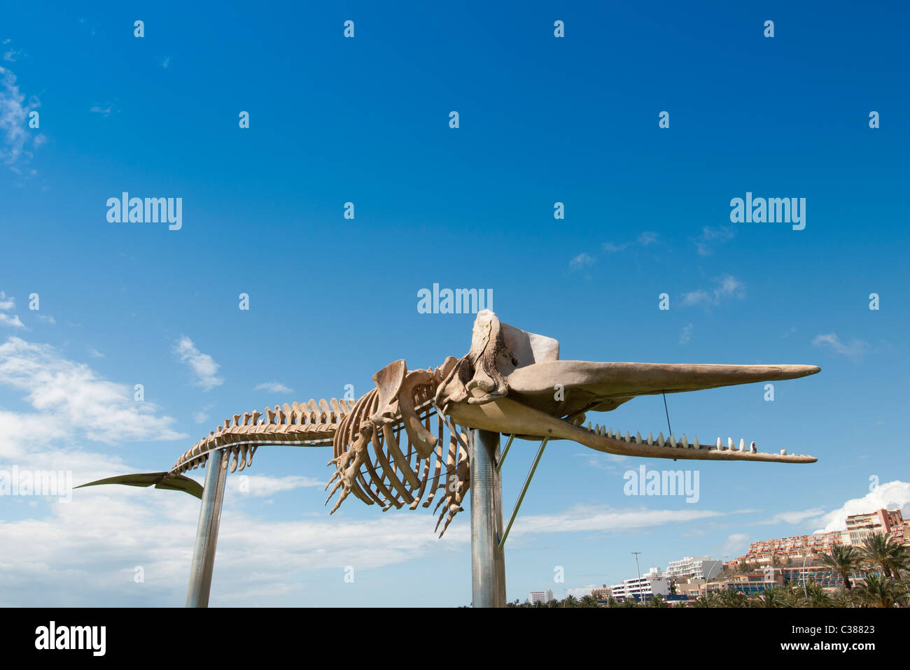 skeleton of a prehistoric fish in Morro Jable Fuerteventura Canary ...