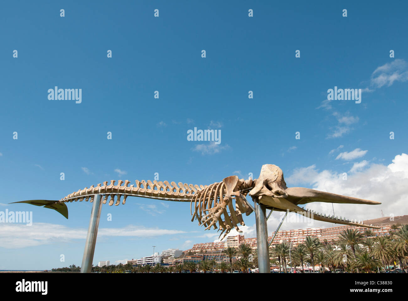 skeleton of a prehistoric fish in Morro Jable Fuerteventura Canary ...