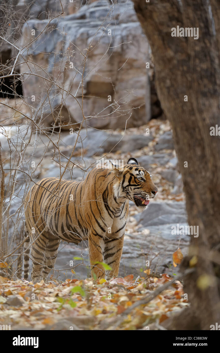Tiger terrain hi-res stock photography and images - Alamy