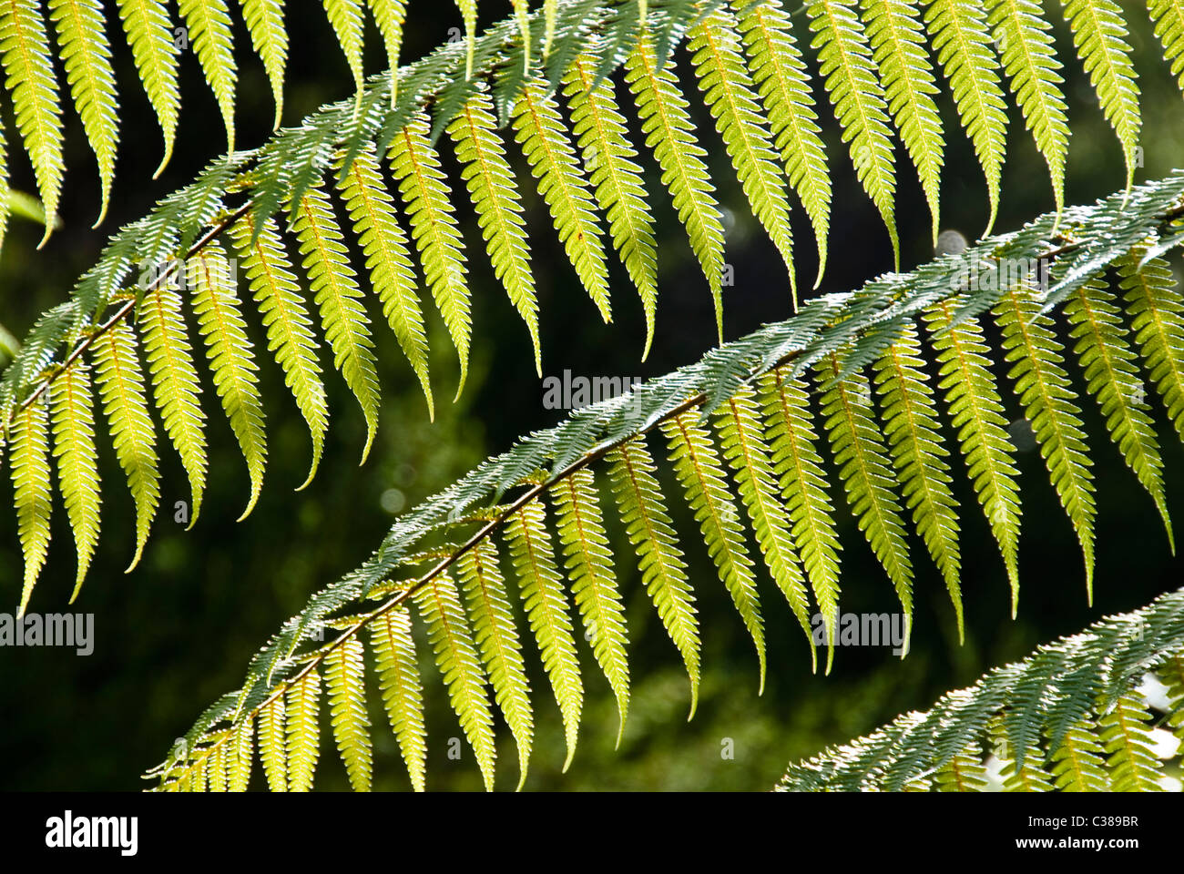 Sunshine through fern leaves Stock Photo - Alamy