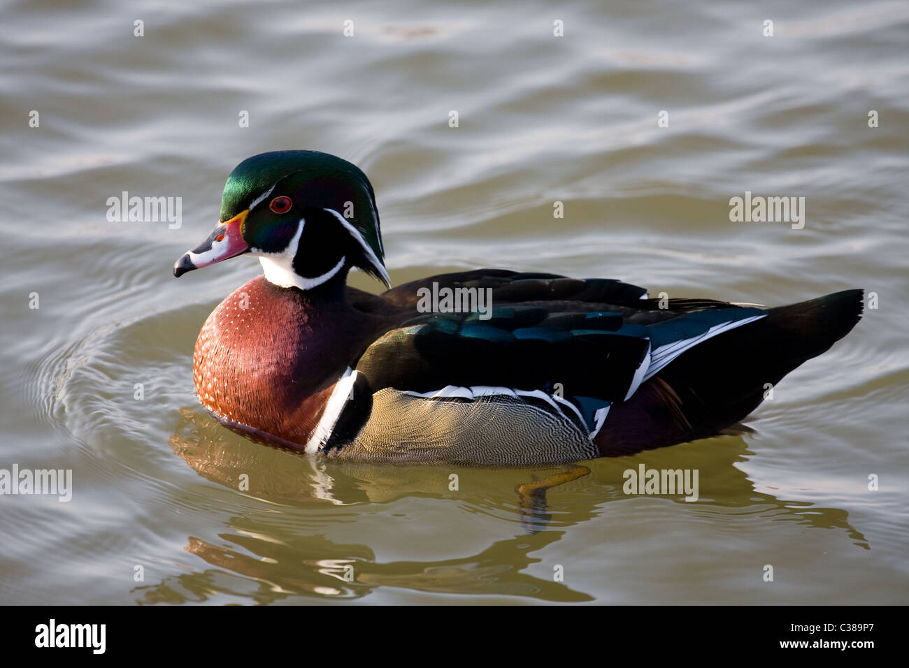 Aix sponsa duck canard carolin Stock Photo - Alamy