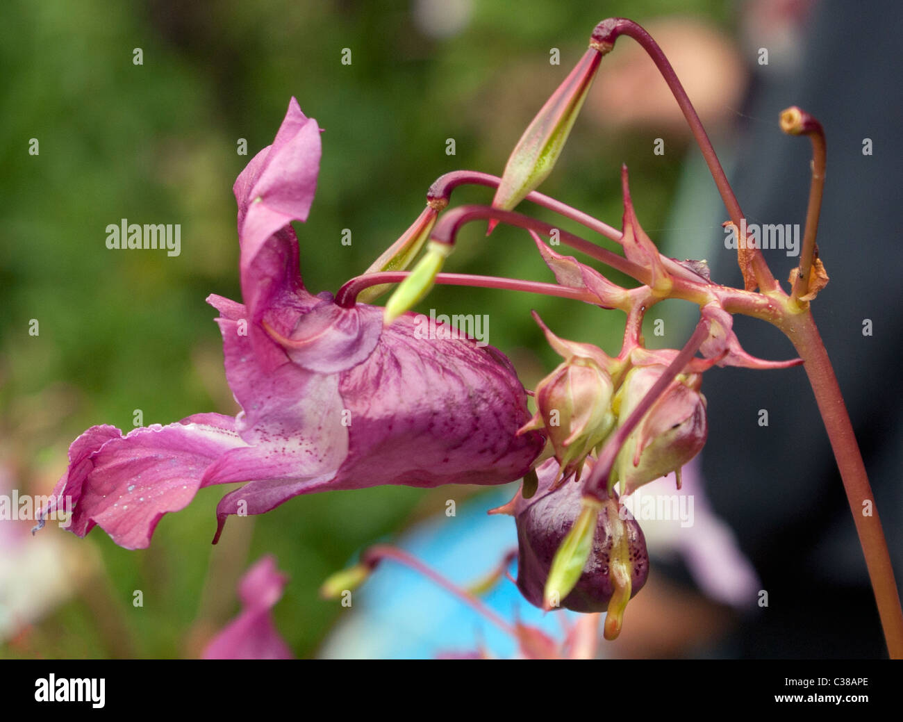 Himalayan Balsam flower Stock Photo - Alamy