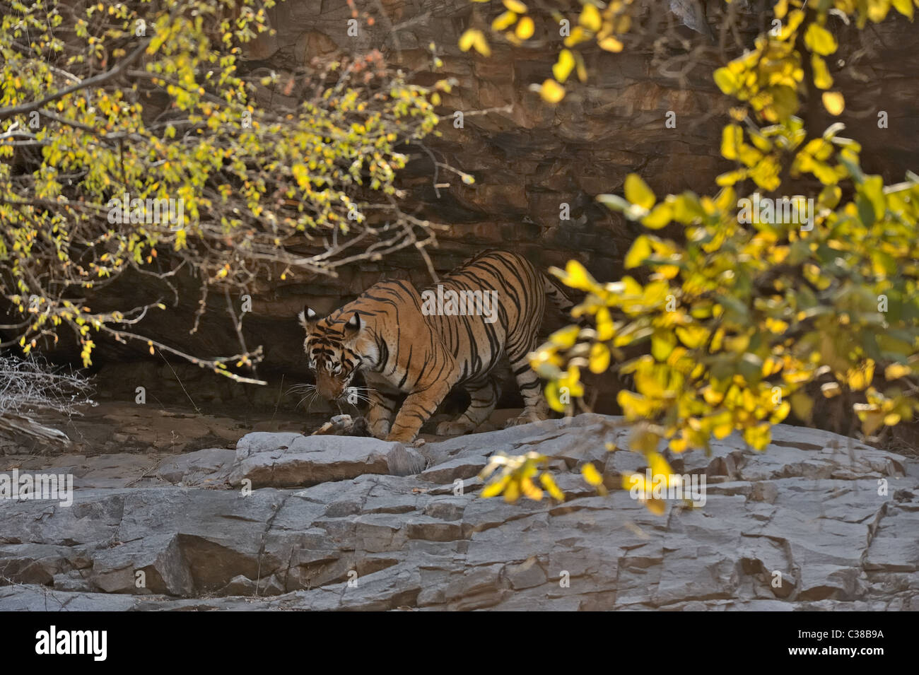 Tiger in rocky terrain in Ranthambhore national park Stock Photo - Alamy