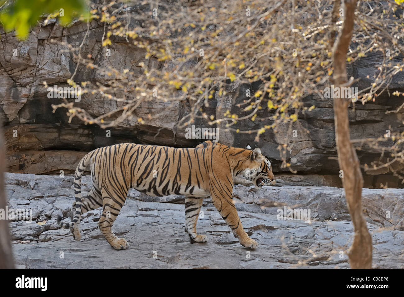Tiger in rocky terrain in Ranthambhore national park Stock Photo - Alamy
