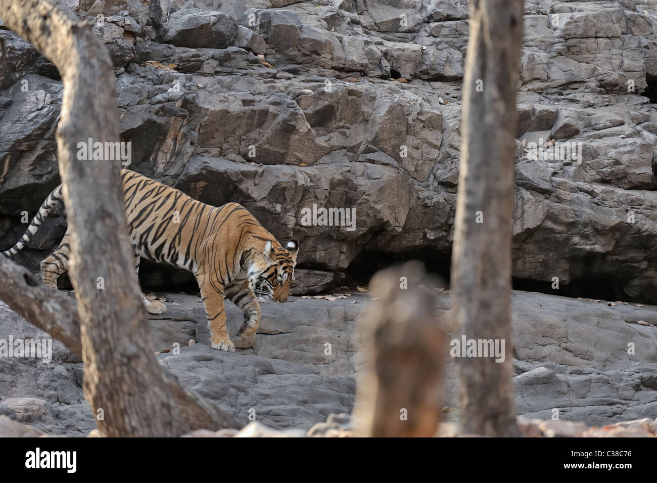 Tiger in rocky terrain in Ranthambhore national park Stock Photo - Alamy