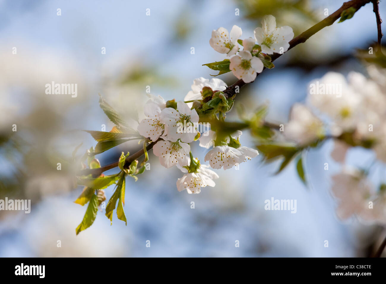 apple blossom "Malus sylvestris Stock Photo - Alamy
