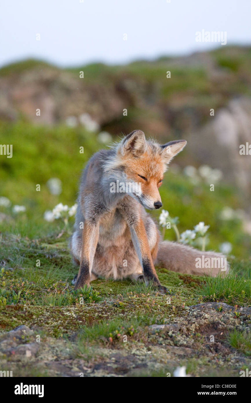 young european red fox, Poland Stock Photo - Alamy