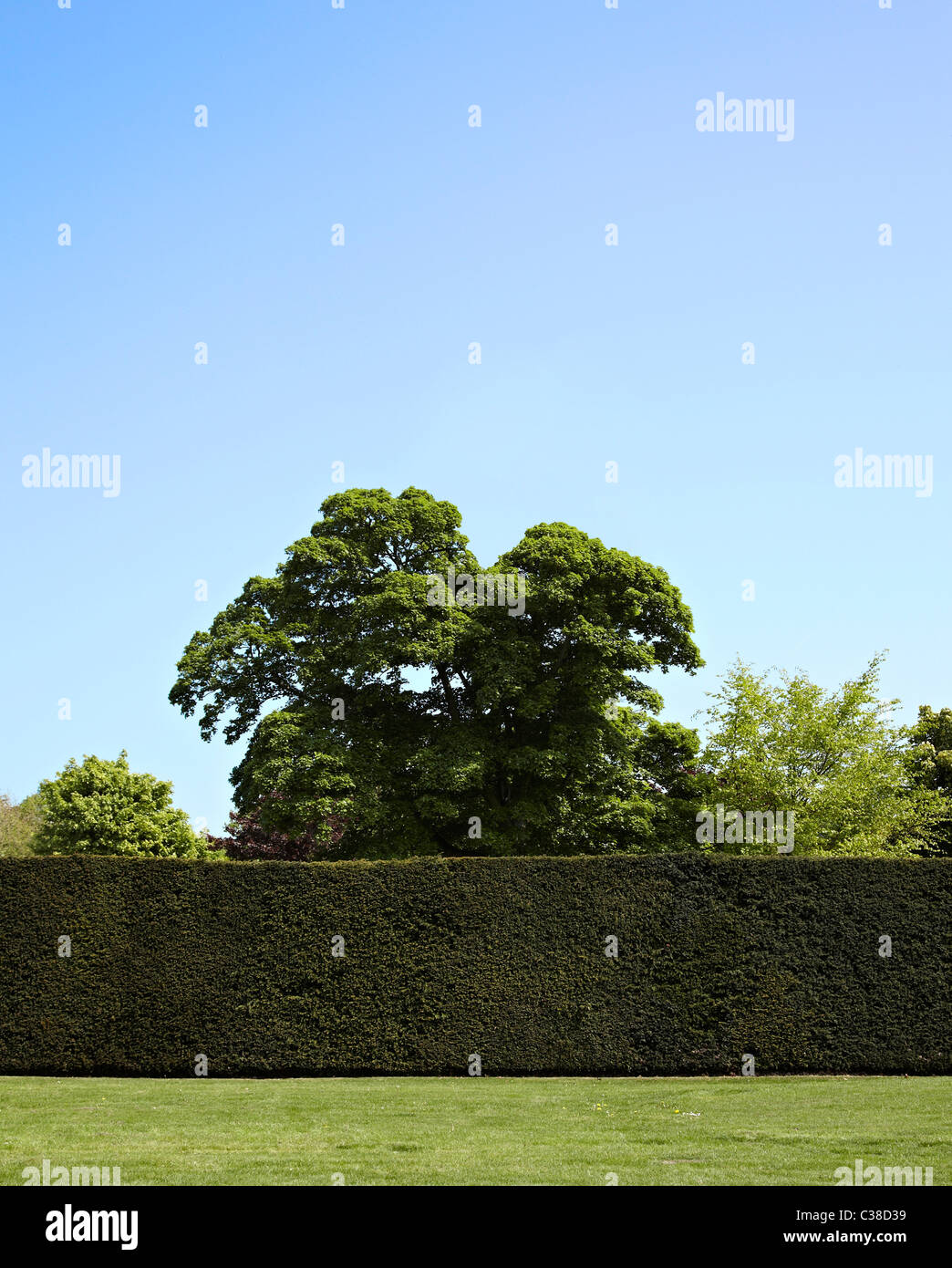 Blue sky green hedge hi-res stock photography and images - Alamy