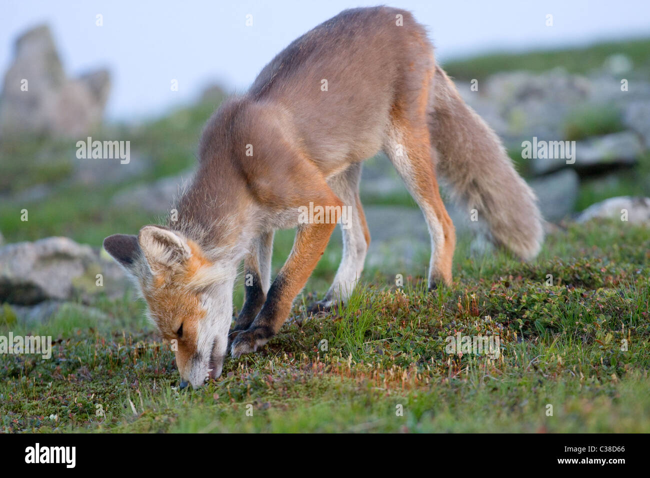 young european red fox, Poland Stock Photo - Alamy