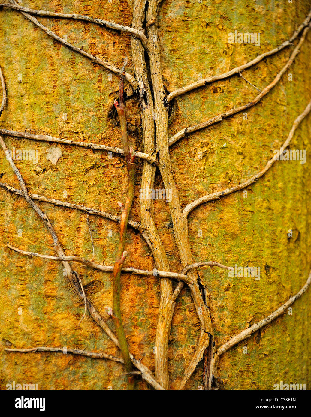 Clinging at tree trunk hi-res stock photography and images - Alamy
