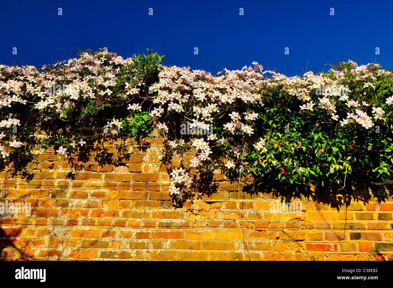 Spring flowering clematis hi-res stock photography and images - Alamy