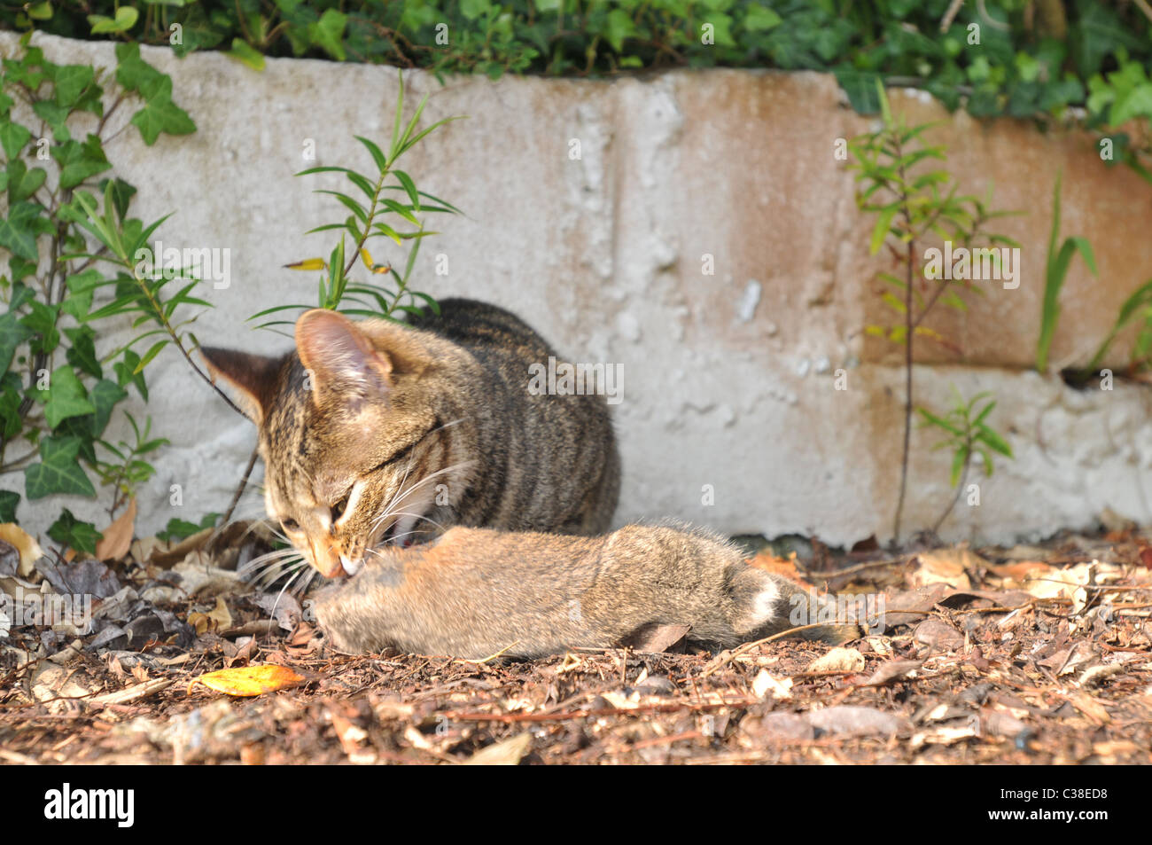 Death rabbit hi-res stock photography and images - Alamy