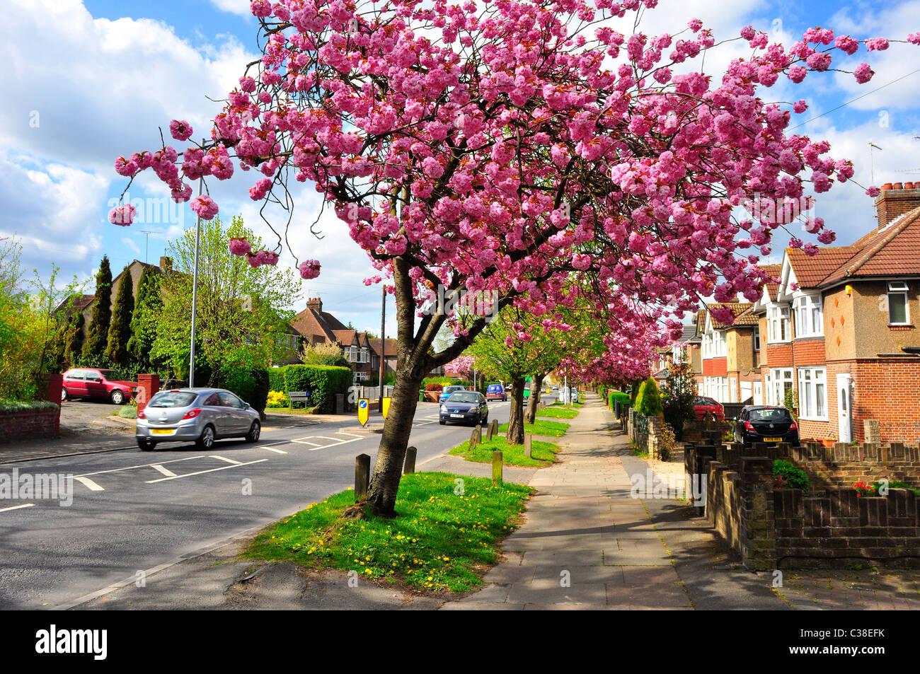 Spring Cherry trees Blossoming along residential street in Luton Stock ...