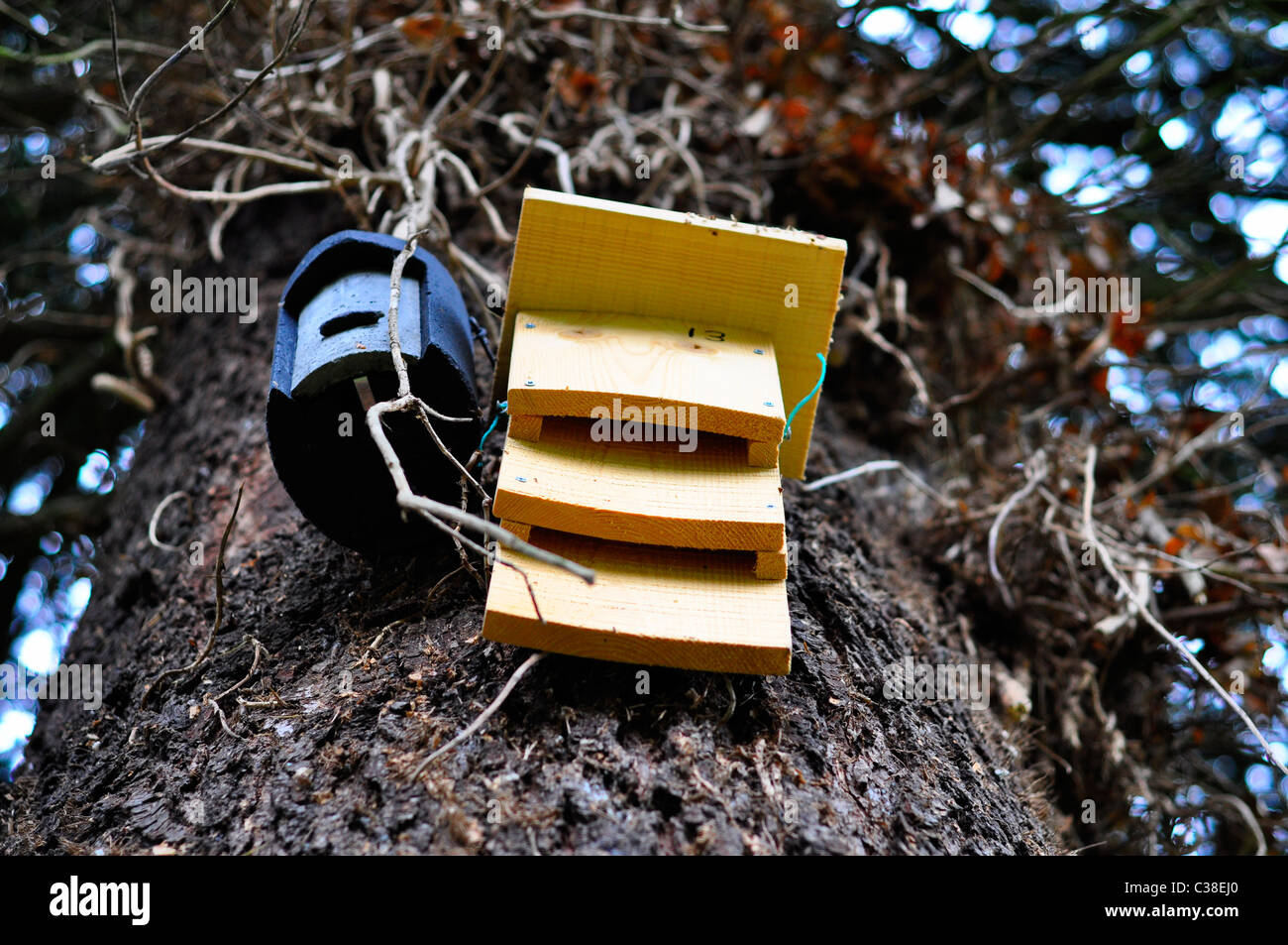 Bat box high on a tree hi-res stock photography and images - Alamy